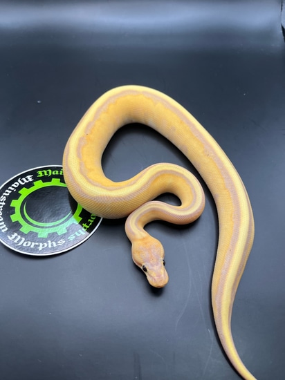 Banana G Stripe Male 100 % Het Candy Or Albino Ball Python by ...
