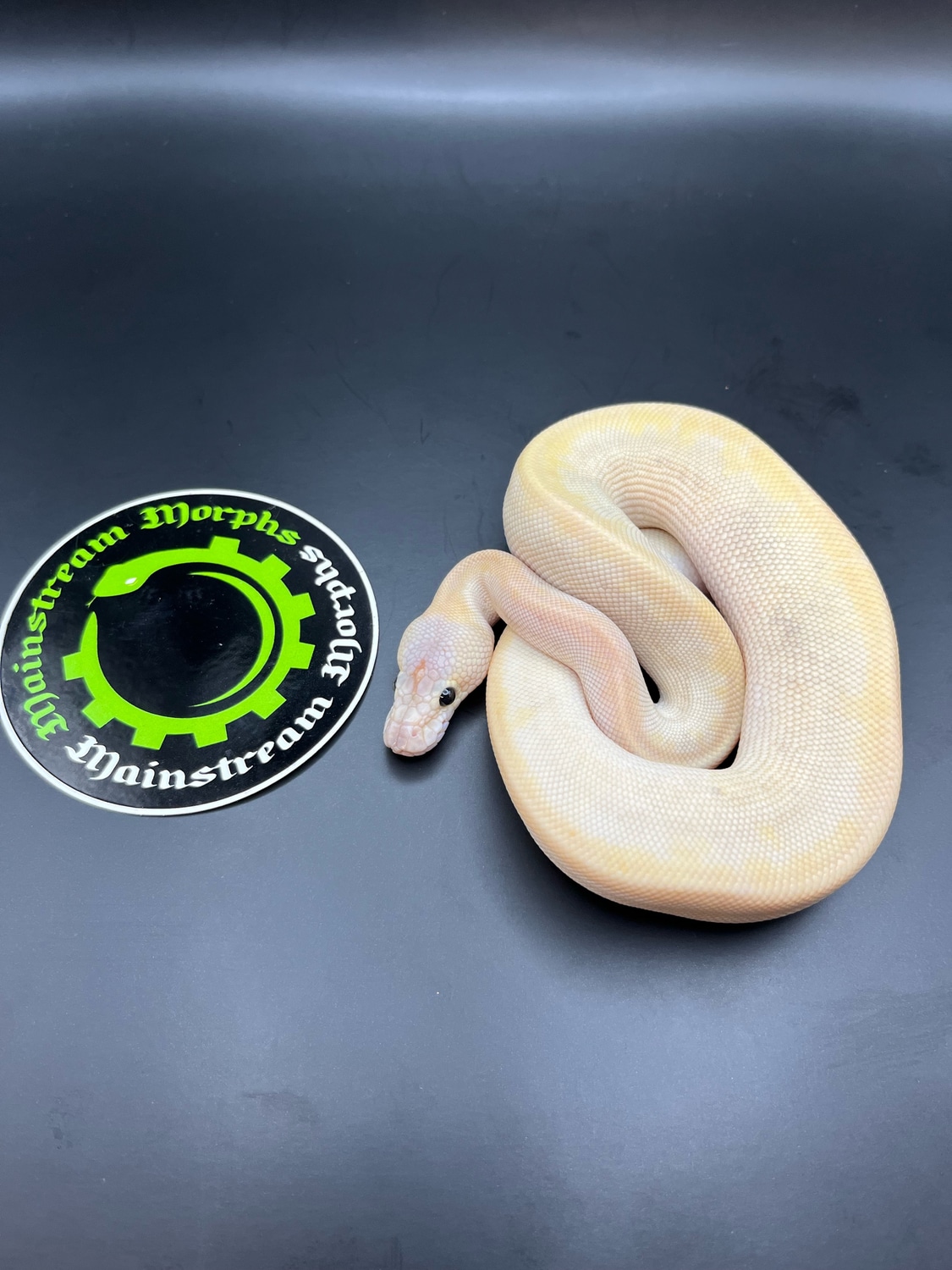 Mimosa Male Ball Python by Mainstream Morphs - MorphMarket