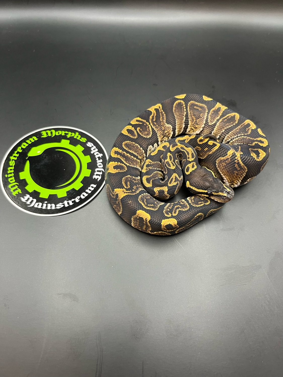 GHI 100% Het Hypo Male Ball Python by Mainstream Morphs - MorphMarket