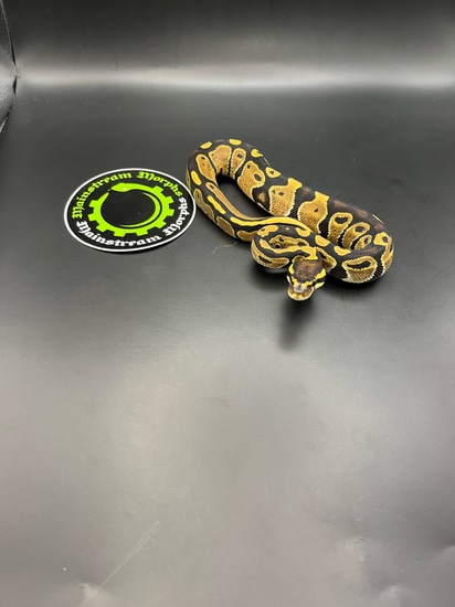 Normal 66% Het Hypo Poss Het Pied Female Ball Python by Mainstream Morphs