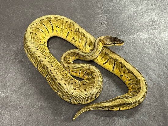 1.0 Dragonfly Het Axanthic Ball Python by Mainstream Morphs
