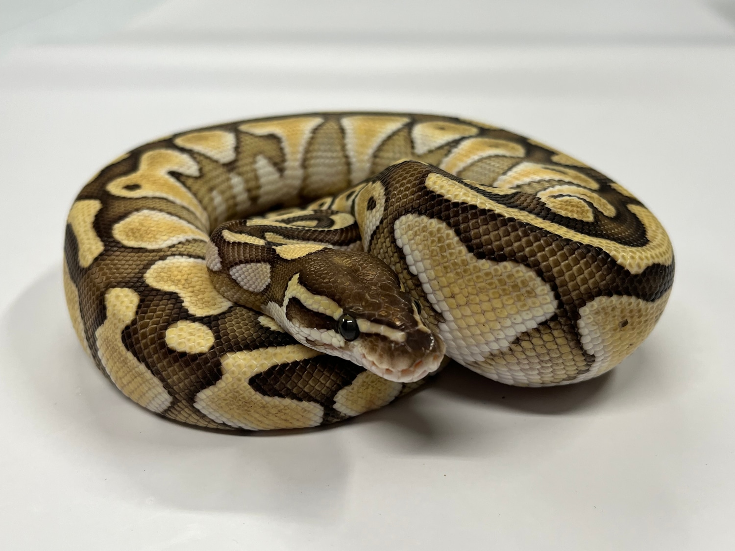 Lesser 100% Het Clown Female Ball Python by Mainstream Morphs - MorphMarket