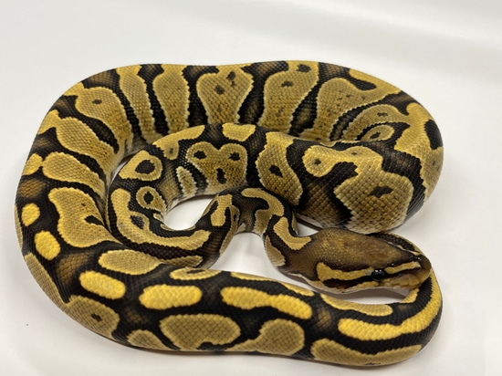 Hypo Poss Het Pied Female Ball Python by Mainstream Morphs
