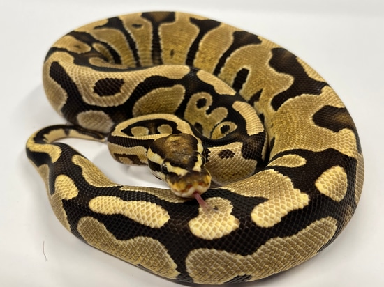 Fire Blade 100% Het Clown Female Ball Python by Mainstream Morphs