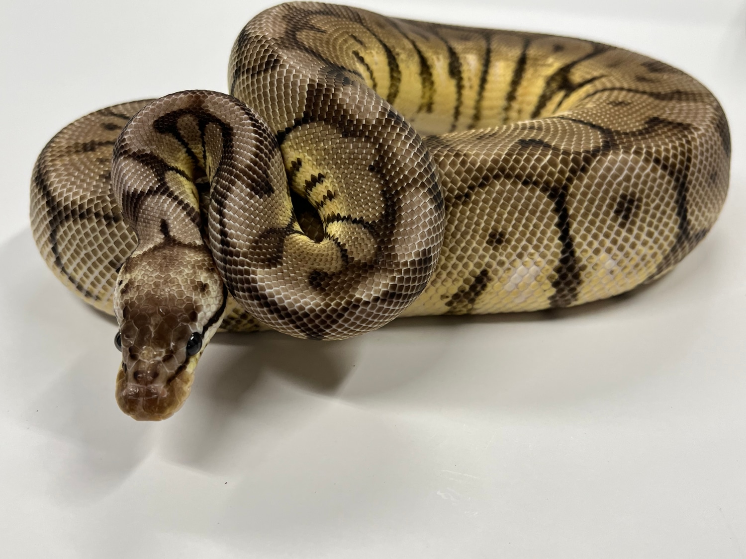 Pewter Bee Ball Python by Mainstream Morphs - MorphMarket
