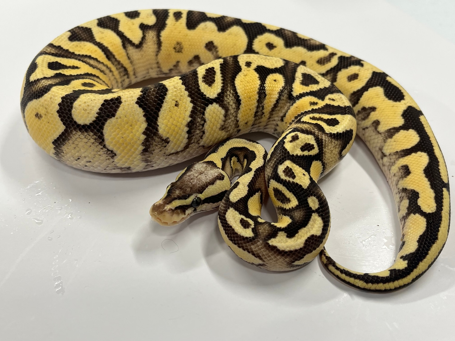 Pastel Enchi Lucifer Het 100% Het Albino Poss Het Pied Ball Python by ...