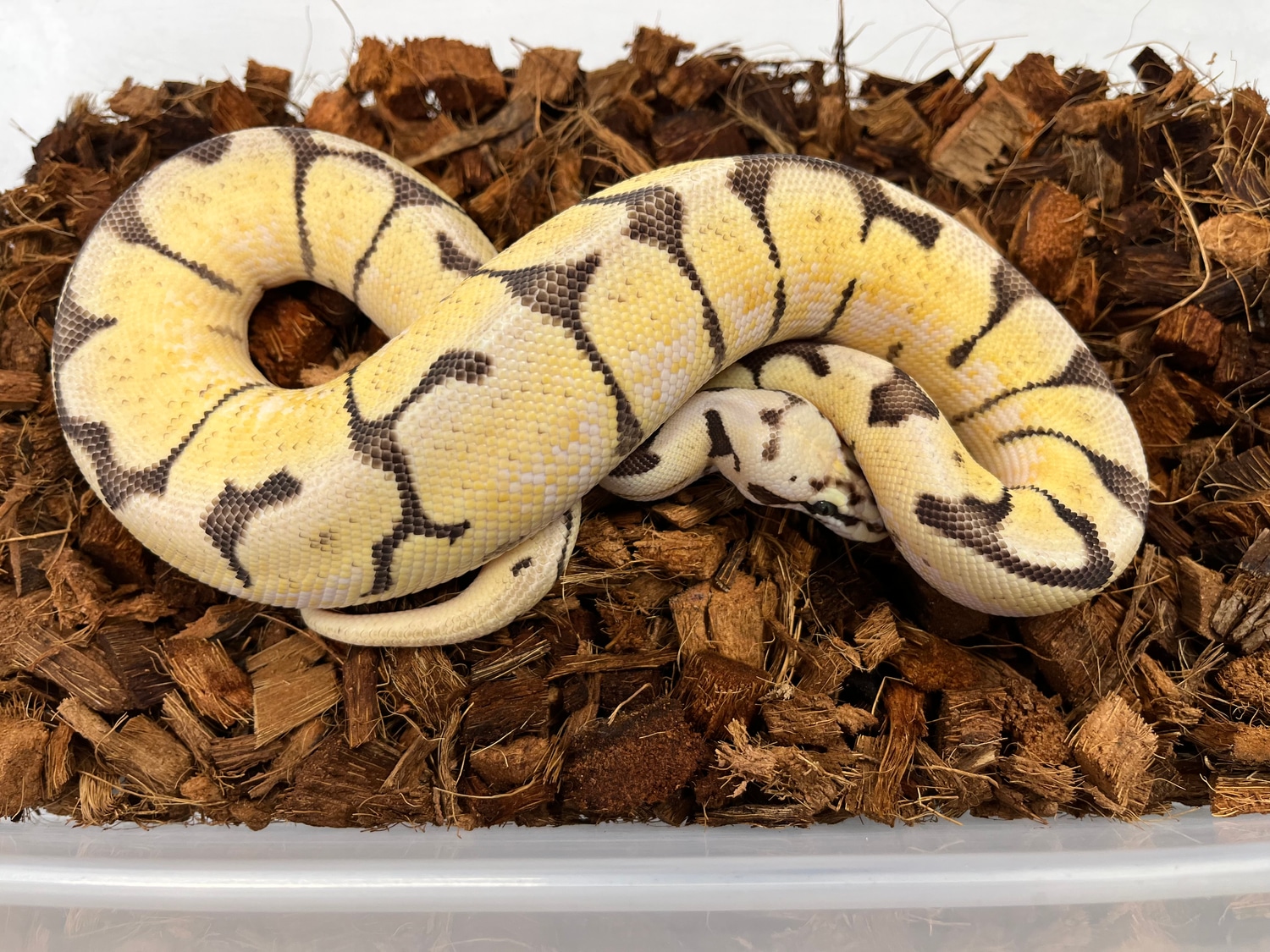 Bumblebee Poss Het Pied Ball Python by Mainstream Morphs - MorphMarket
