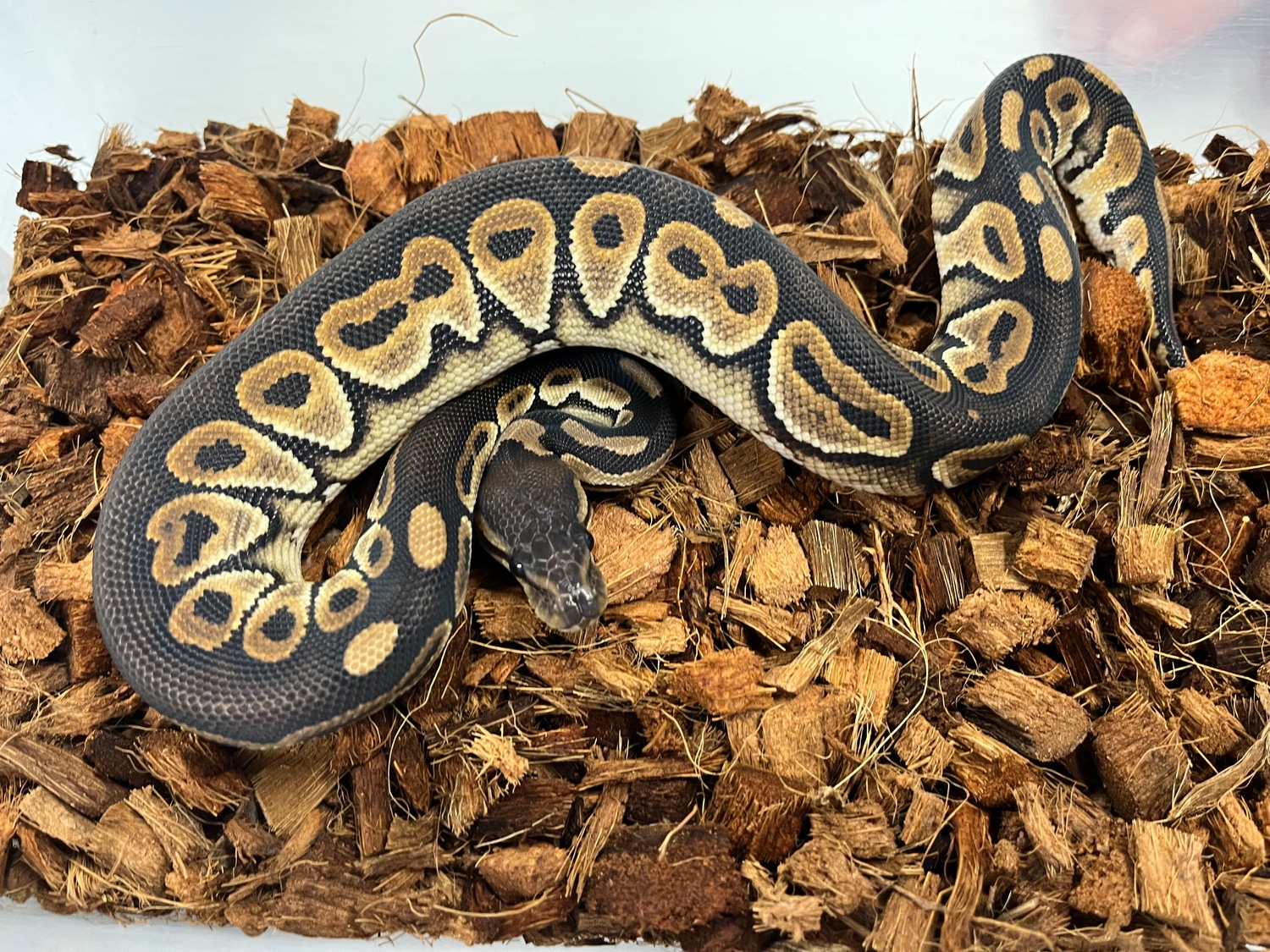 Cinnamon Blackhead Ball Python by Mainstream Morphs - MorphMarket