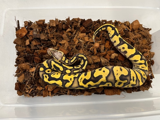 Super Pastel Fire 100% Het Clown Ball Python by Mainstream Morphs