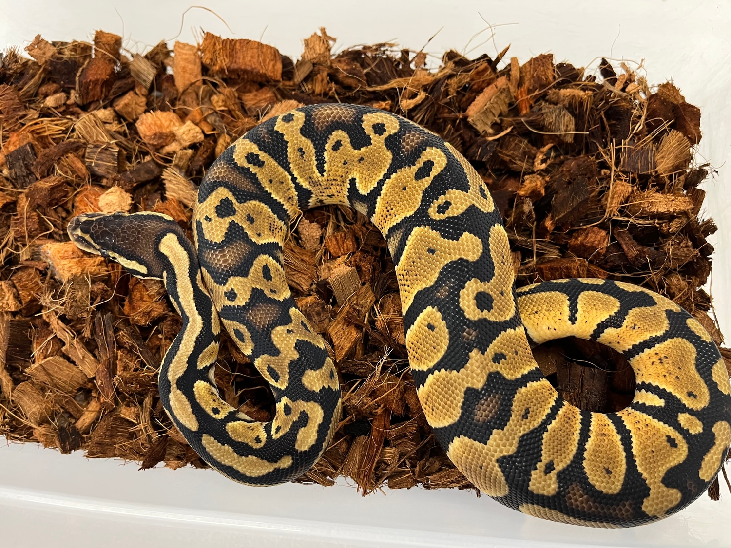 Pastel Poss Het Ultramel Ball Python by Mainstream Morphs - MorphMarket