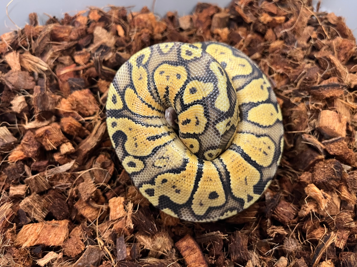 Super Pastel Poss Het Ultramel Ball Python by Mainstream Morphs - MorphMarket