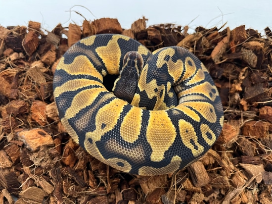 Pastel Poss Het Ultramel Ball Python by Mainstream Morphs