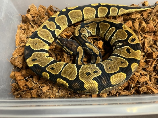 Normal 66% Het Hypo Poss Het Pied Female Ball Python by Mainstream Morphs