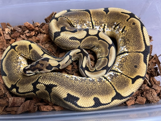 Fire Spider Ball Python by Mainstream Morphs
