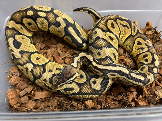 Super Pastel Fire 100% Het Pied Ball Python by Mainstream Morphs