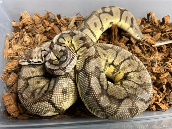Pewter Bee Ball Python by Mainstream Morphs