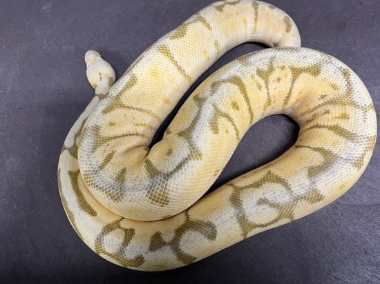 Killer Bee Fire Ball Python by Mainstream Morphs