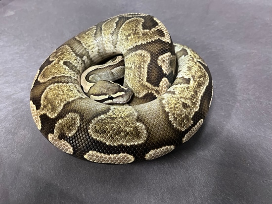GHI Fire Male RTB Ball Python by Mainstream Morphs