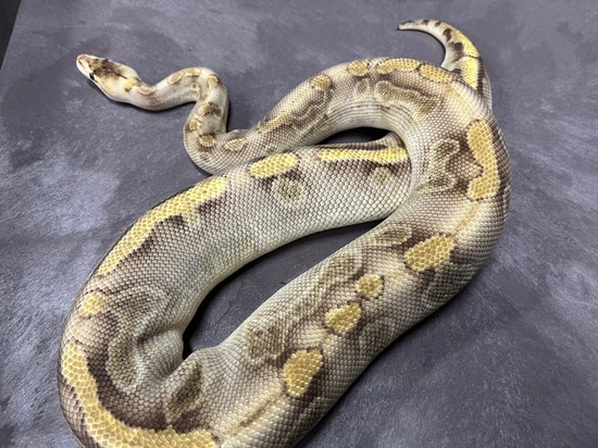 Champagne Enchi Het Albino Female Ball Python by Mainstream Morphs