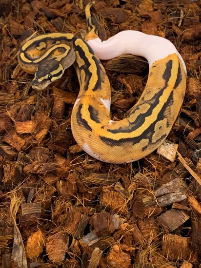 Super Pastel Pied Female Ball Python by Mainstream Morphs
