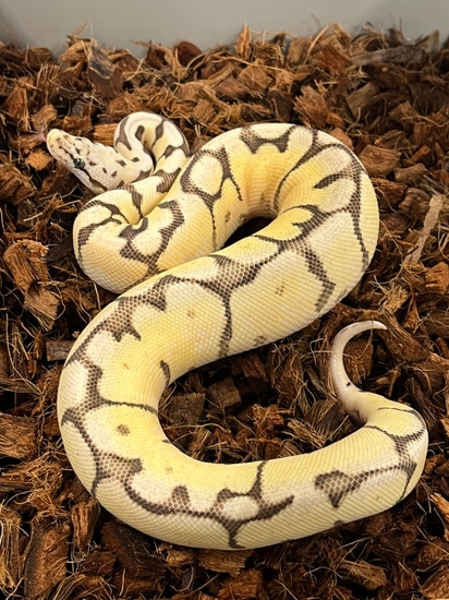 Killerbee Fire 100% Het Clown Ball Python by Mainstream Morphs