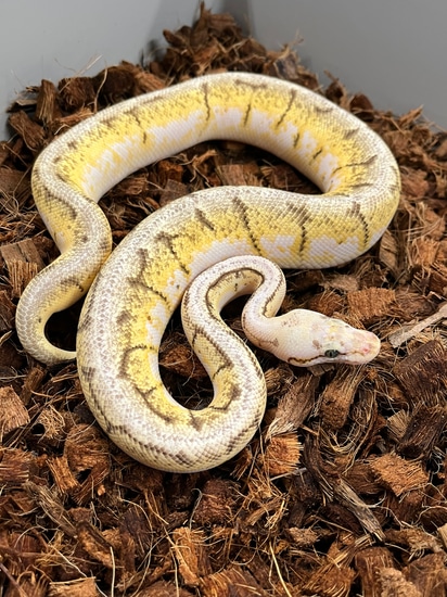 Spinner Poss Lucifer Poss Het Pied Ball Python by Detention Exotics