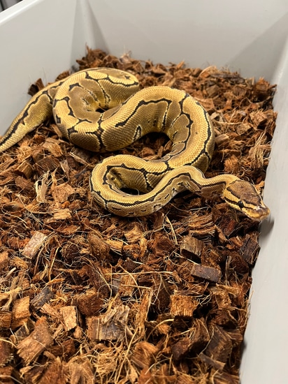 Pinstripe Enchi Het Albino Poss Het Pied Ball Python by Mainstream Morphs