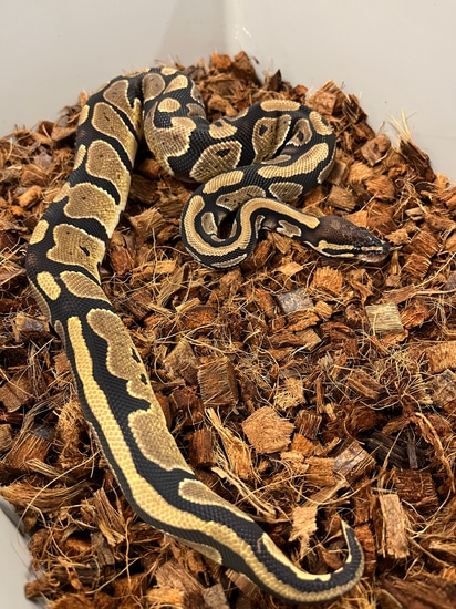 Orange Dream Ball Python by Mainstream Morphs