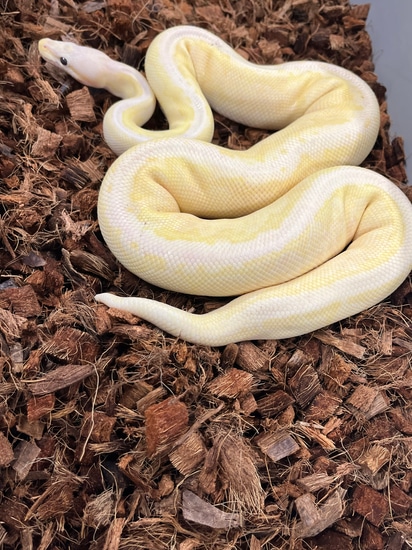 Sherbert Fly Banana Het Pied Male Ball Python by Mainstream Morphs