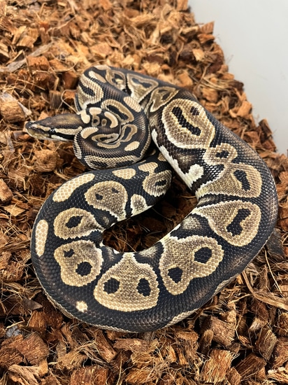Lori Female Ball Python by Mainstream Morphs