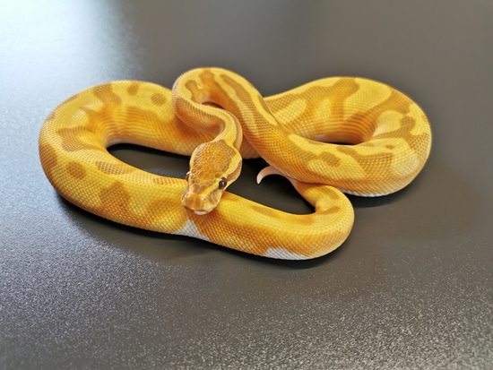 Enchi Ultramel Pied Ball Python by Majestic-Snakes