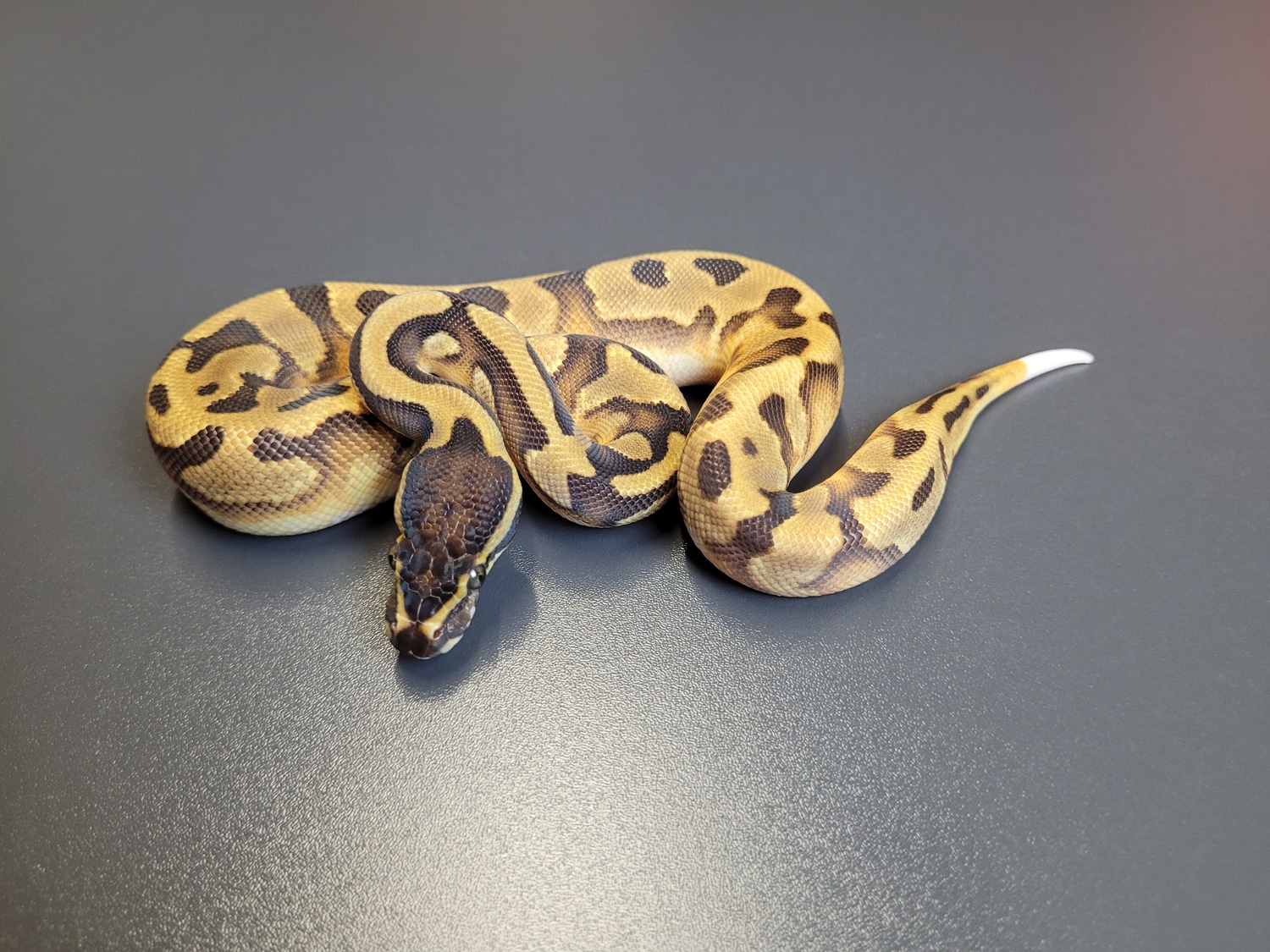 Enchi Pied Het. Ultramel Ball Python by Majestic-Snakes - MorphMarket