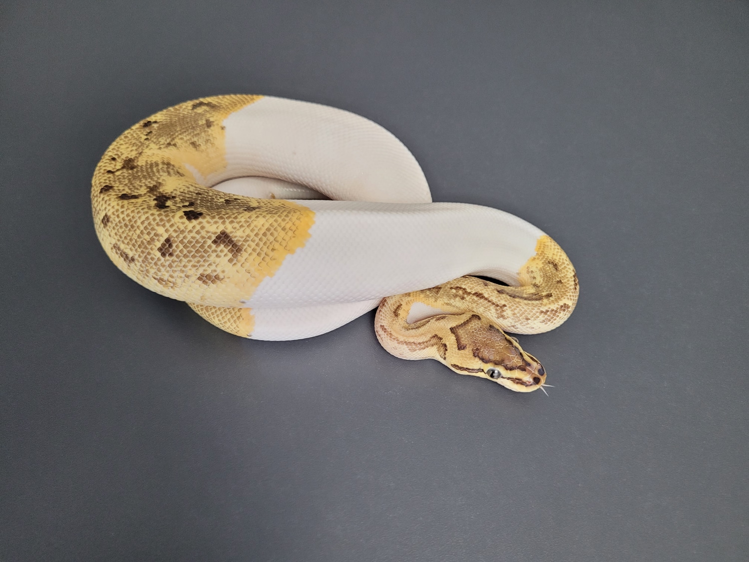 Enchi Pin Pied Het. Desert Ghost 50% Het. Ultra Ball Python by Majestic ...