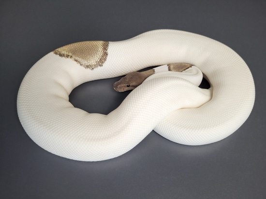RTB Mojave Ghi Pied Ball Python by Majestic-Snakes