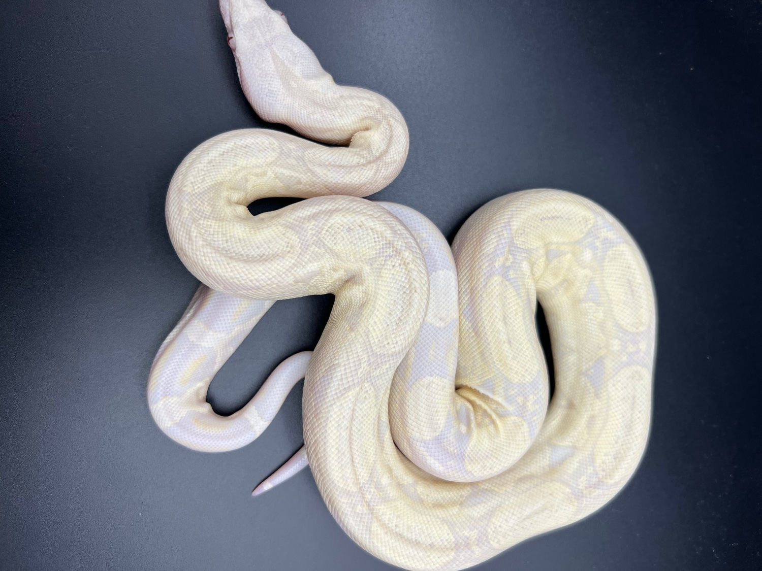 Img Moonglow Boa Constrictor by Majestic_reptiles - MorphMarket