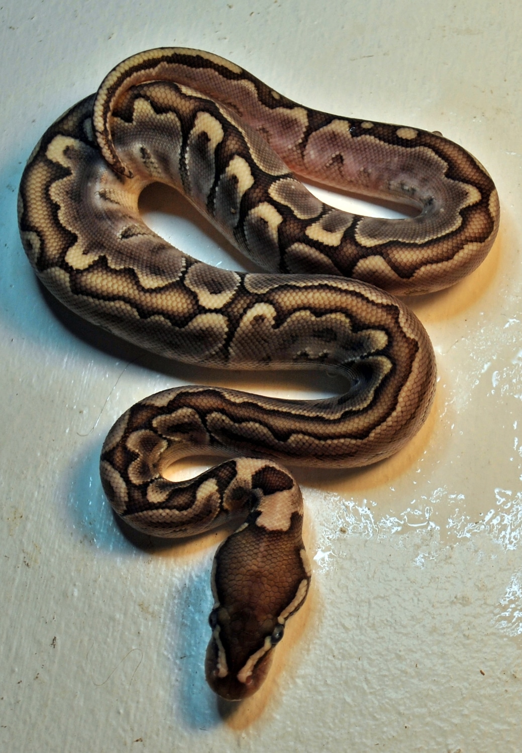Black Pastel Bamboo Ball Python by Lone Wolf Morphs - MorphMarket