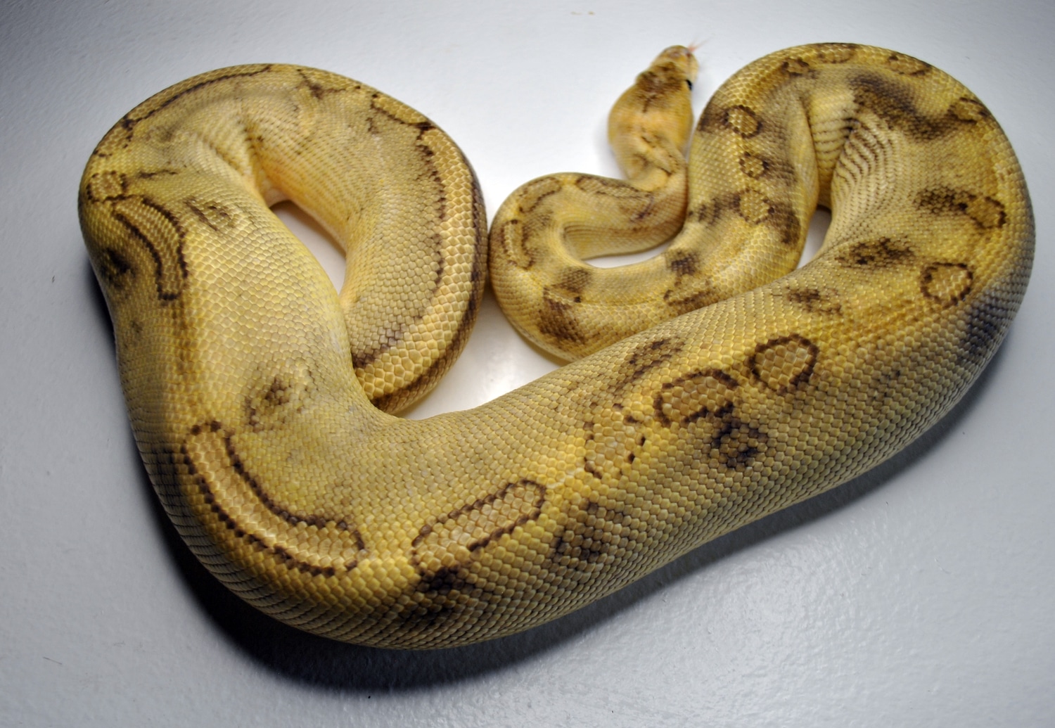 Leopard Champagne Het Clown Ball Python by Lone Wolf Morphs - MorphMarket