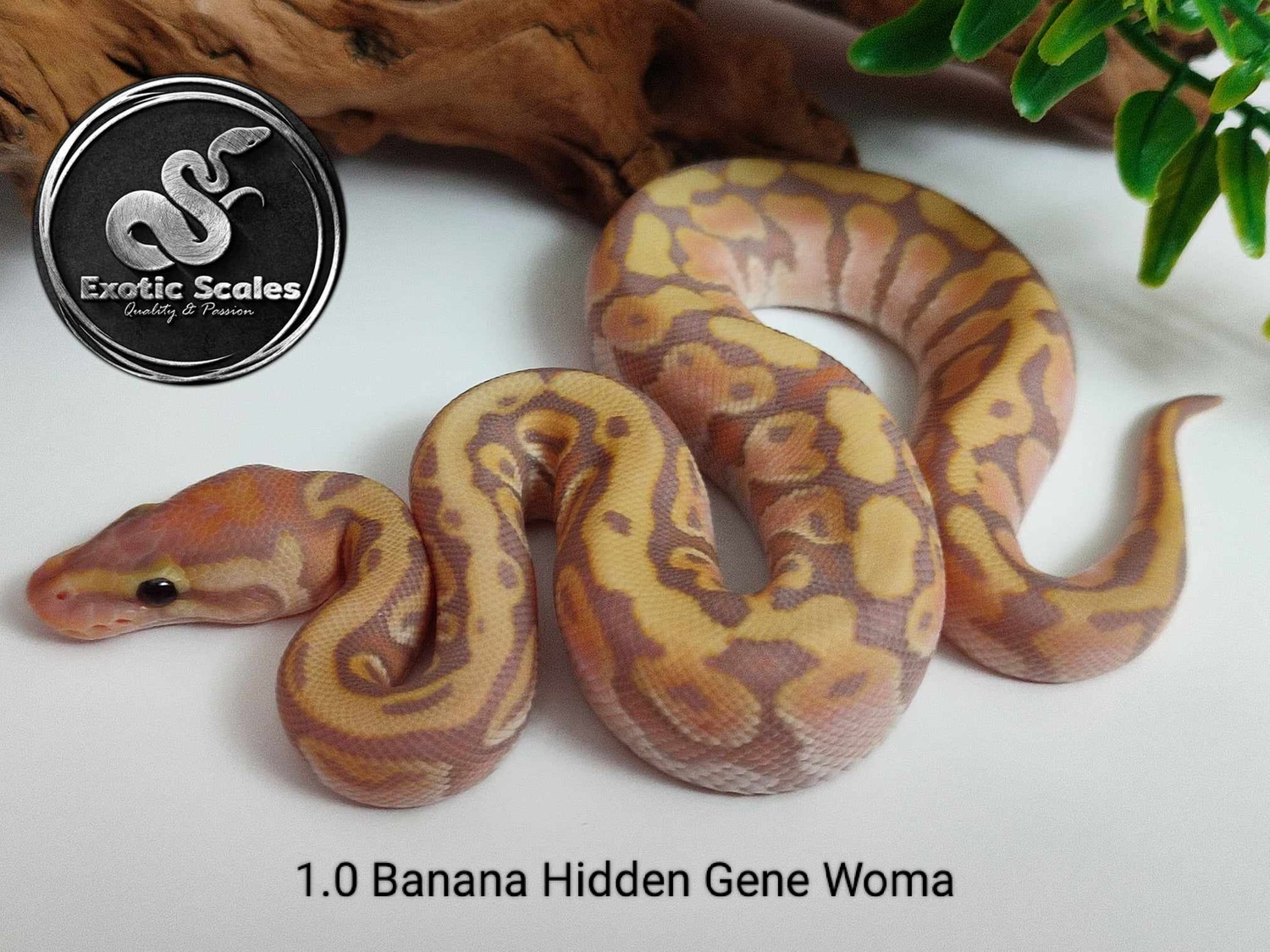 Banana Hidden Gene Woma Ball Python by Exotic Scales - MorphMarket
