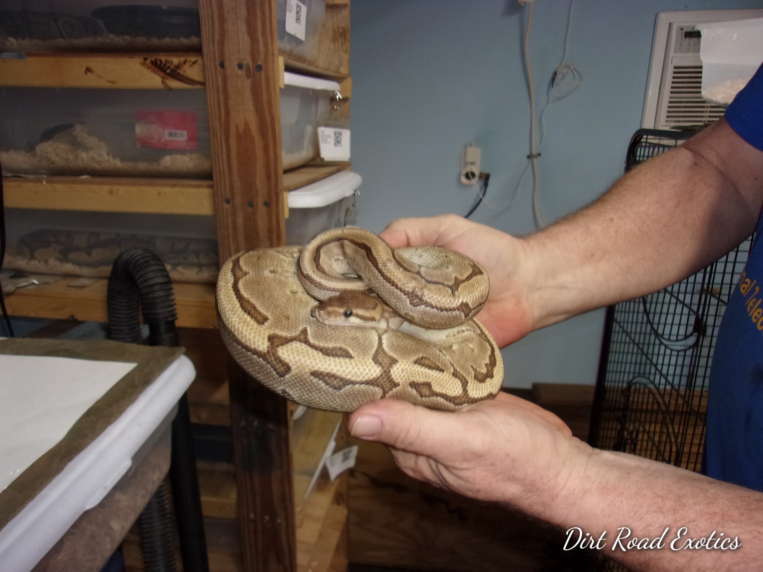 Jigsaw Ball Python by Dirt Road Exotics - MorphMarket