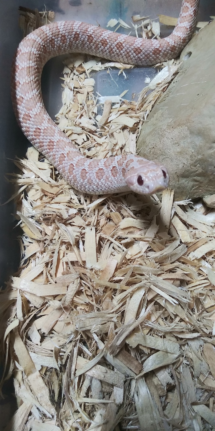 2 Year Old Male Ppa Western Hognose by Dirt Road Exotics - MorphMarket