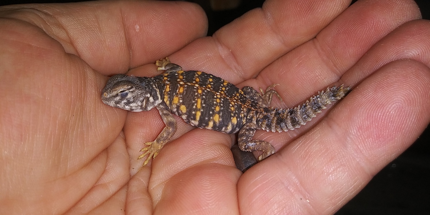 CB Red Geyri Spiny-tailed Lizard by Dirt Road Exotics - MorphMarket