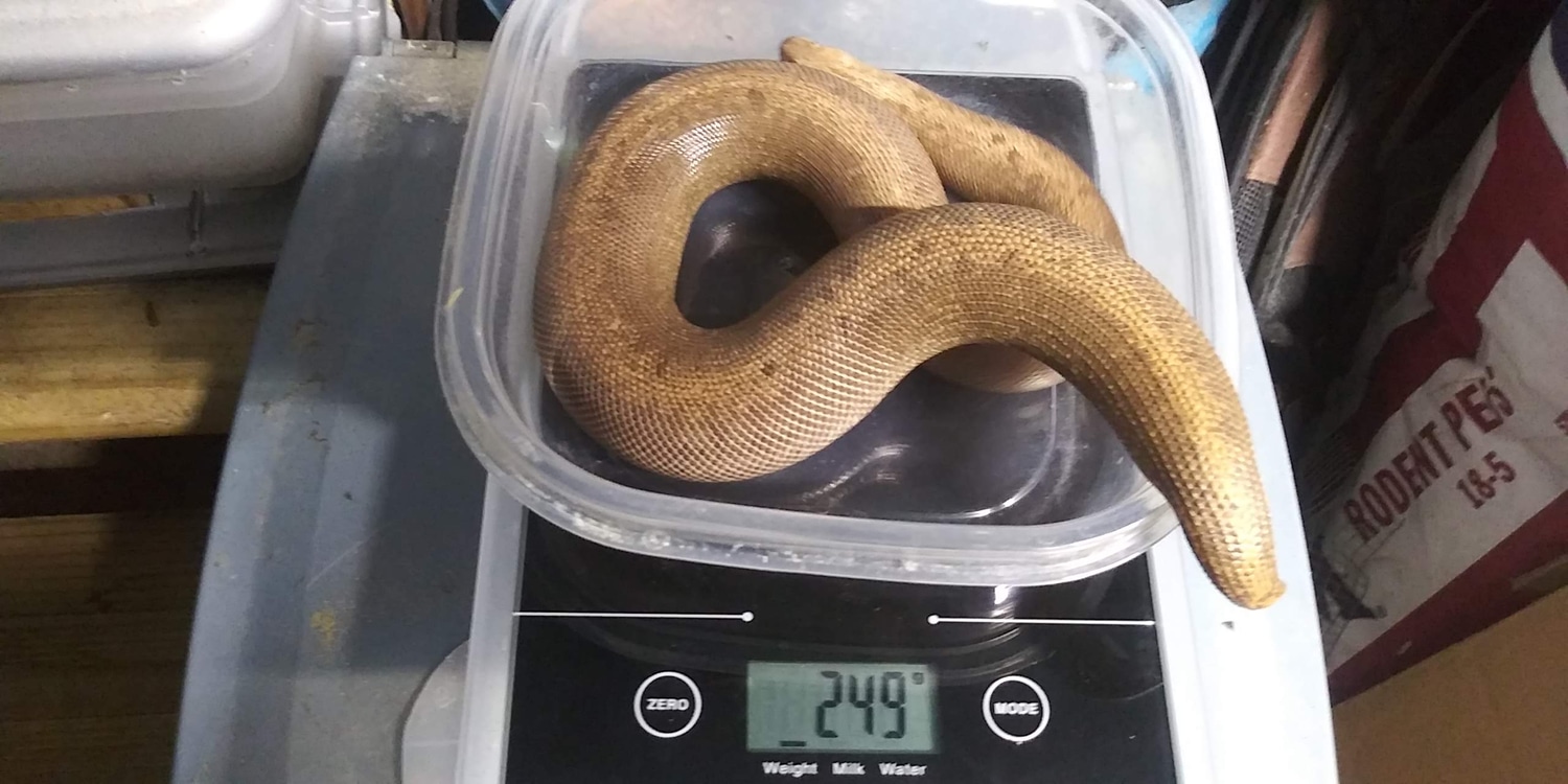Granite Stripe Het Paint Kenyan Sand Boa by Dirt Road Exotics - MorphMarket