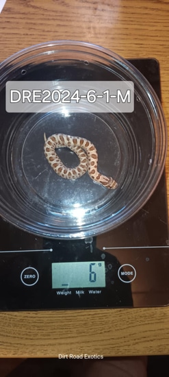 Conda Het Caramel Het Dutch Hypo 50% Het Albino Western Hognose by Dirt ...