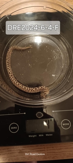 Conda Het Caramel Het Dutch Hypo 50% Het Albino Western Hognose by Dirt ...