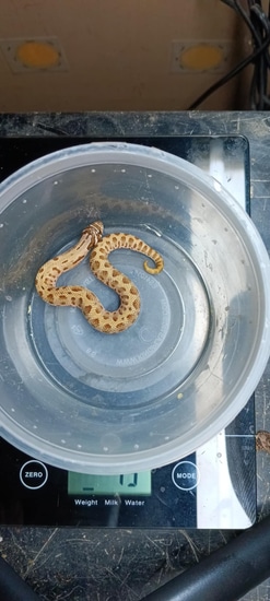 Conda Het Caramel Het Dutch Hypo 50% Het Albino Western Hognose by Dirt ...
