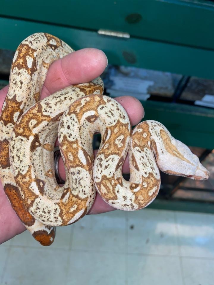T+ Albino VPI Boa Constrictor by Major league exotic pets - MorphMarket