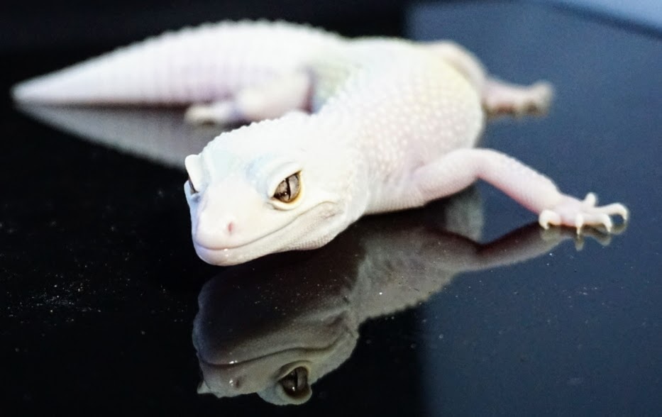 Blazing Blizzard Leopard Gecko by Major league exotic pets - MorphMarket