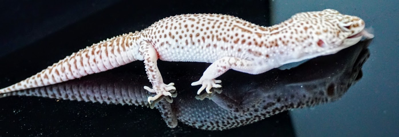 Super Mack Snow Tremper Albino Leopard Gecko by Major league exotic ...