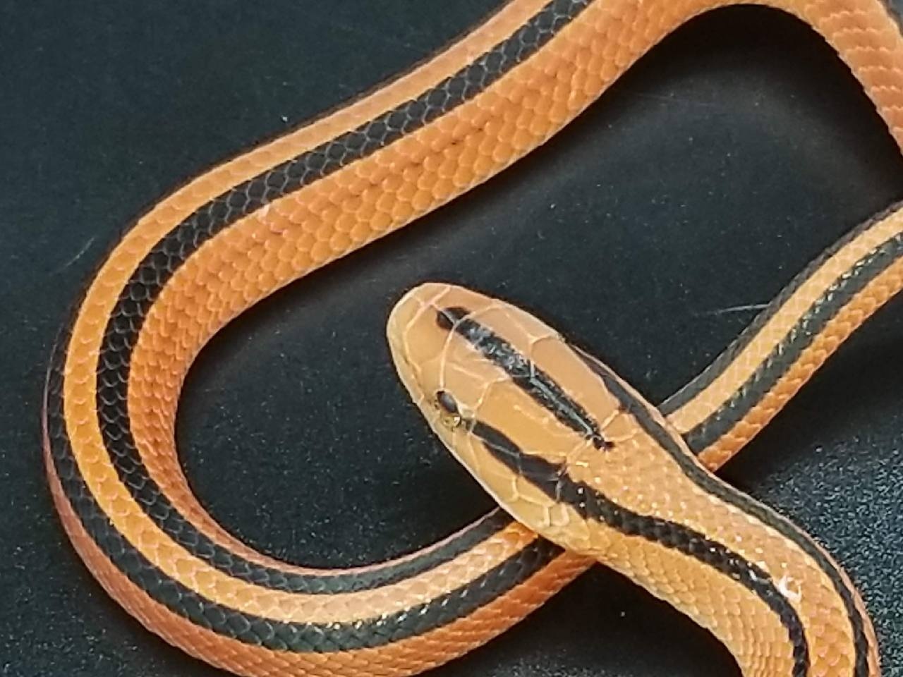 Coxi Bamboo Rat Snake by Major league exotic pets - MorphMarket