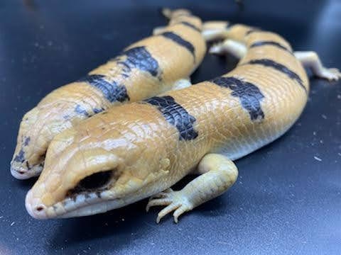 Peters Banded Skinks Other Skink by Major league exotic pets - MorphMarket